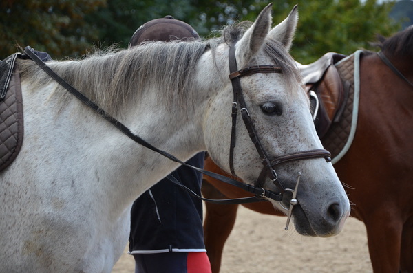 Les doubles poneys